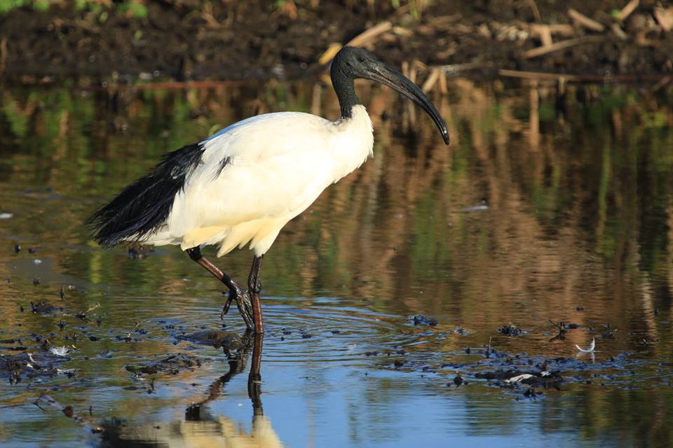 Reflection for Fathers’ day – bobcommin.com